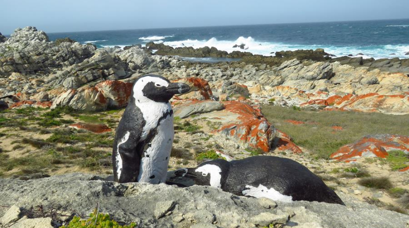 South Africa's De Hoop MPA Protects Endangered Sharks and Preserves ...